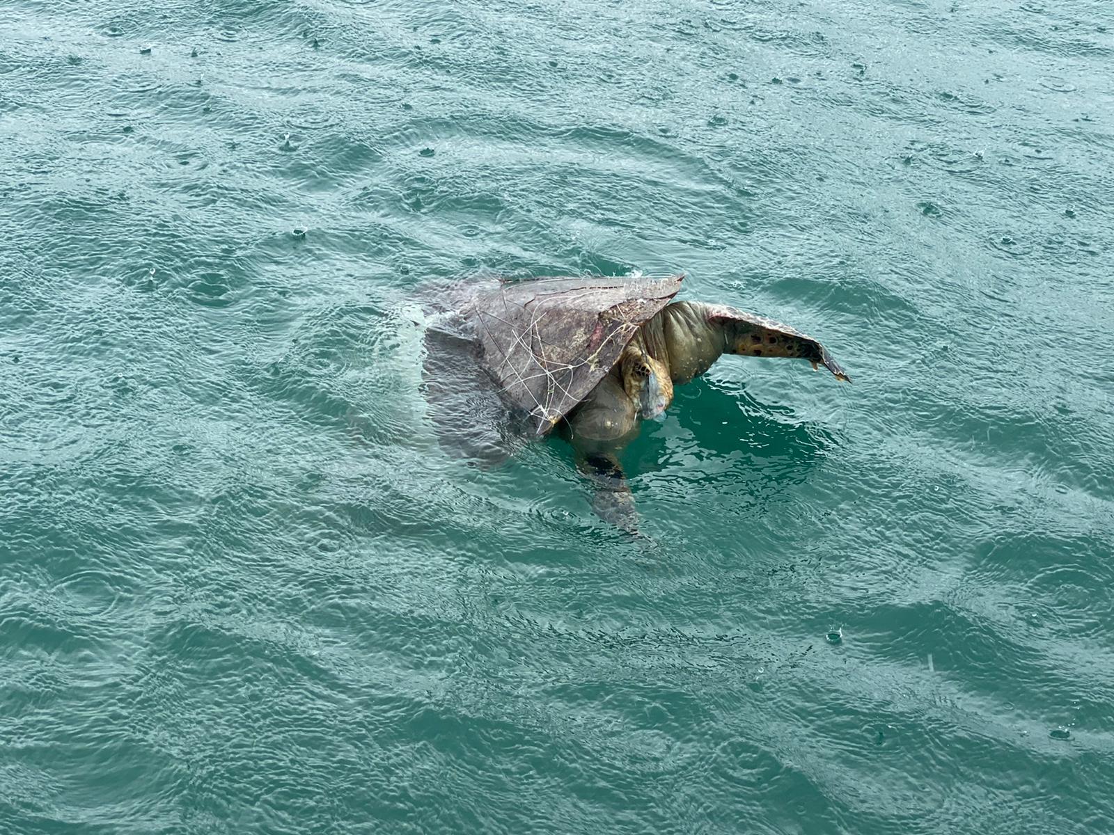 Sea Turtle Drowned at Sea | Hantu Blog