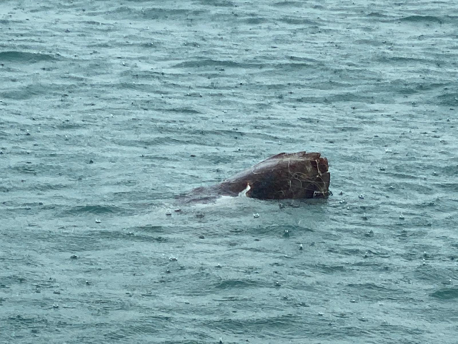 Sea Turtle Drowned at Sea | Hantu Blog