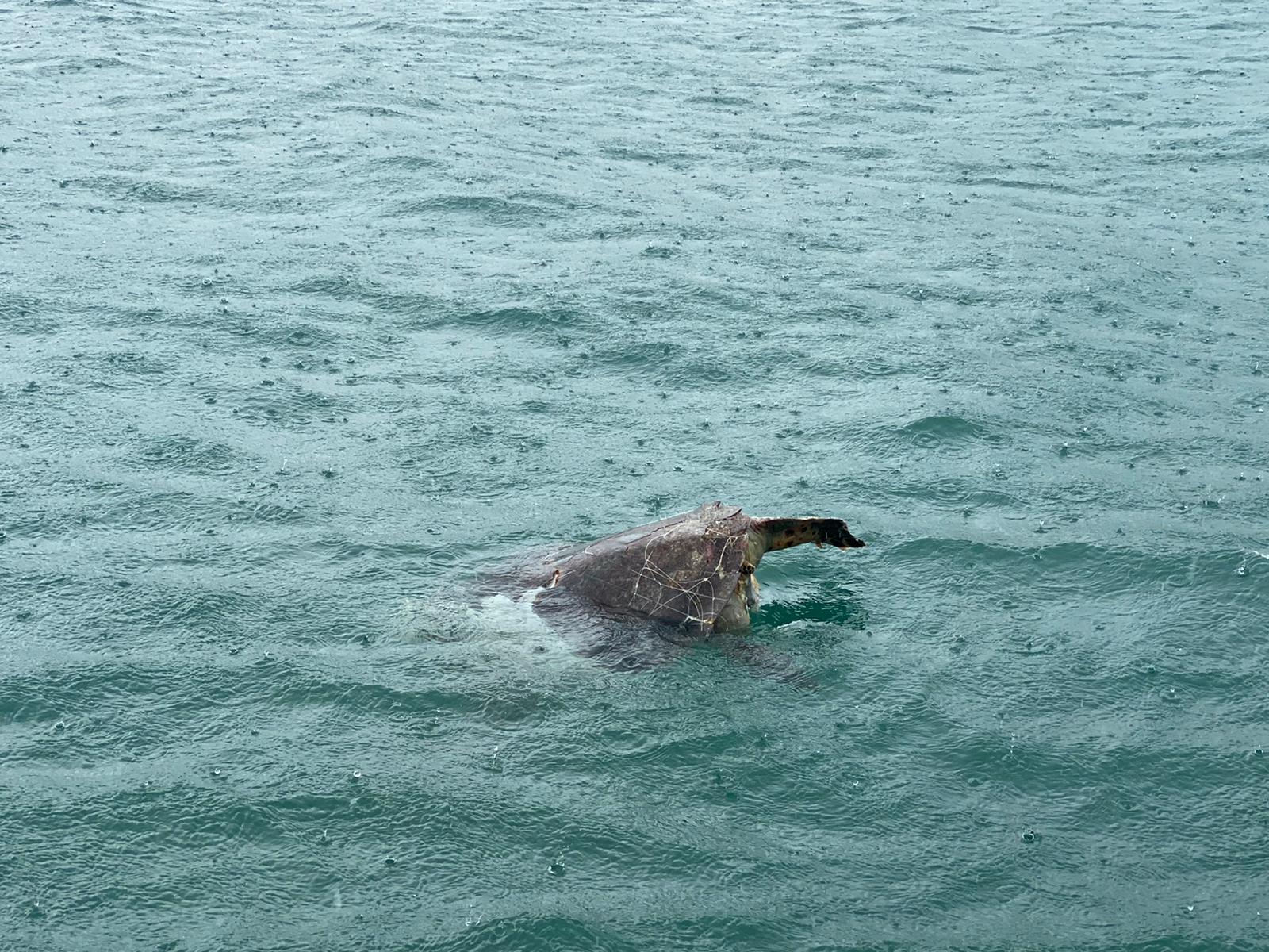 Sea Turtle Drowned at Sea | Hantu Blog